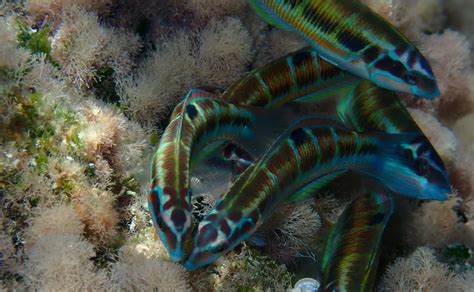 Ornate Wrasse All About Thalassoma Pavo Snorkel Things