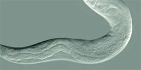Neuroscience Of Early Life Learning In C Elegans The Scientist