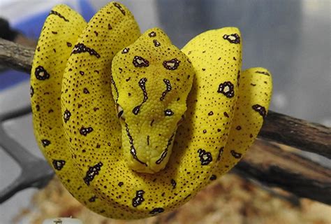 Green Tree Python Wildlife Mountain Australia