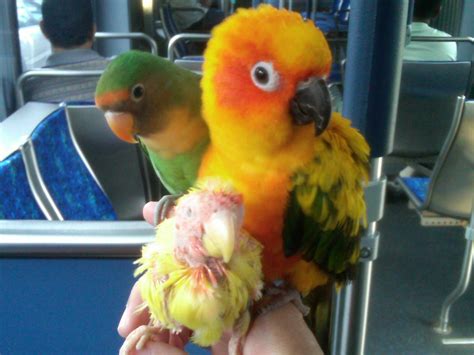 Lovebirds And Sun Conure Perched Together