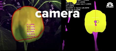 盯着这个辣椒 24 秒，「我」决定采下它 爱范儿