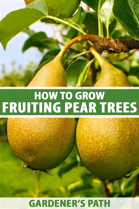How To Grow Fruiting Pear Trees