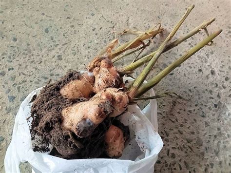 新生姜の甘酢漬け（ガリ） だいふくの気まぐれ紀行