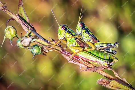 Premium Photo Two Wild Grasshoppers Crickets On The Twig In Wilderness