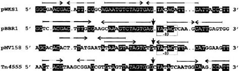 Dna Sequence Alignment Of The Putative Orit Sequence Of Pwks1 With The