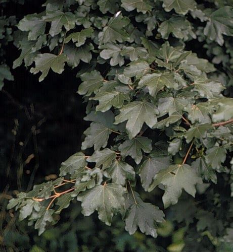 Plant Database