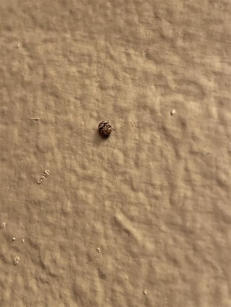 Who The Heck Is This And Why Is He So Beenie Weenie Rwhatsthisbug