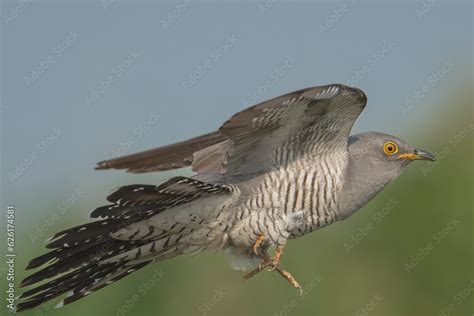 Common Cuckoo Cuculus Canorus Male With Spread Wings With Sky Background This Migrant Bird