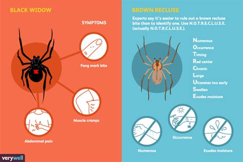 How To Prevent Spider Bites Ask The Nurse Expert