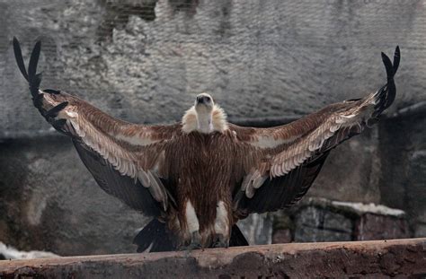 Vulture Wingspan