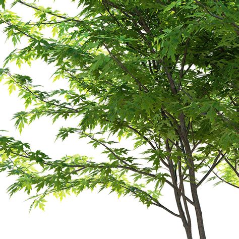 3d Acer Saccharum Multi Stem Turbosquid 2190776