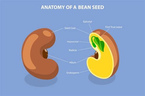 Anatomy Soybean Seed Over 8 Royalty Free Licensable Stock Vectors