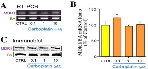 Effects Of Nedaplatin On Mdr1 Download Scientific Diagram