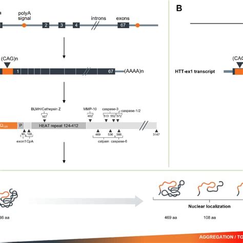 schematic overview of production of n terminal htt protein a regular
