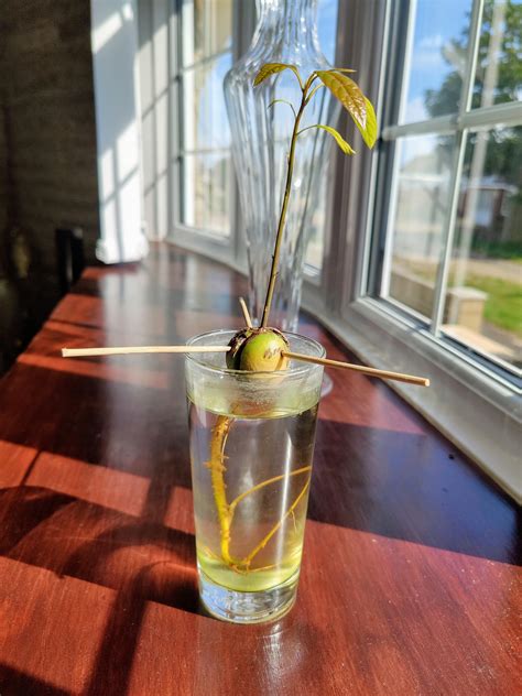 You Can Grow Anima Grass With Slaves Rrimworld