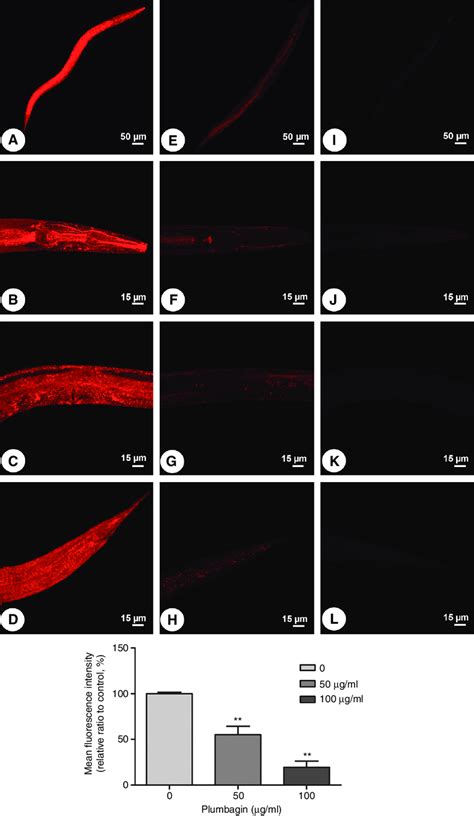 Mitotracker Deep Red 633 Staining Of Mitochondria In C Elegans Treated Download Scientific