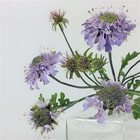 Scabious Flower Center Botanically Correct Mold Set By Rober