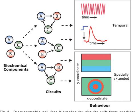 Figure 1 From Programmable Chemical Reaction Networks Emulating Regulatory Functions In Living