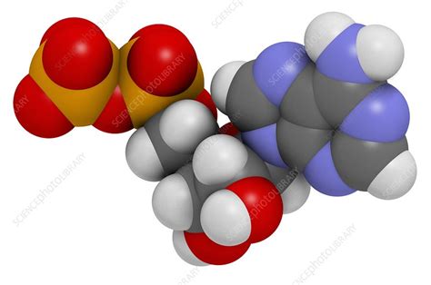 Adenosine Diphosphate Molecule Stock Image F010 6747 Science Photo Library