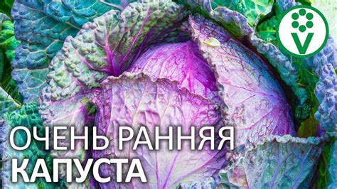 РАННЯЯ КАПУСТА НАЧИНАЕТСЯ С ОСЕНИ! Посадка капусты под зиму - YouTube