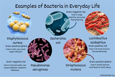 Examples Of Bacteria In Everyday Life