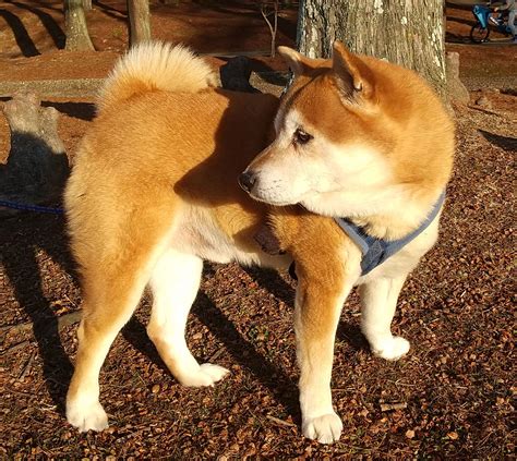 Anacondaアンインストール Sibainu Relax Room