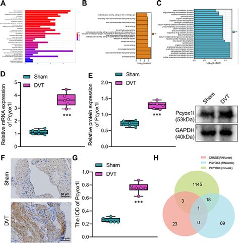Bioinformatics Analysis For And Construction Of The Cerna Regulatory