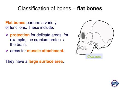 Ppt Gcse Physical Education Powerpoint Presentation Free Download Id 5526829