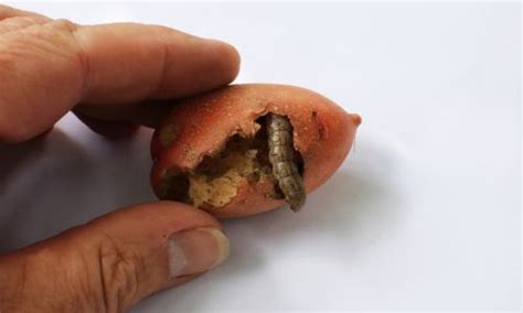 Diy Potato Tower Ask A Prepper