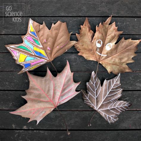 15 Simple Leaf Science Activities For Prebabeers Look We Re Learning
