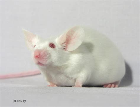Satin Rats