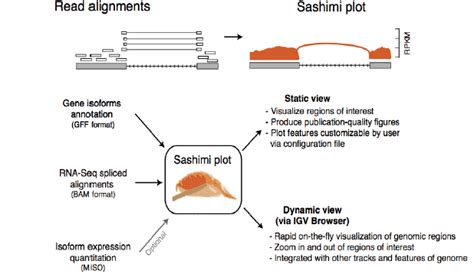 Quantitative Visualization Of Alternative Exon Expression From RNA Seq Data Analysis Of RNA