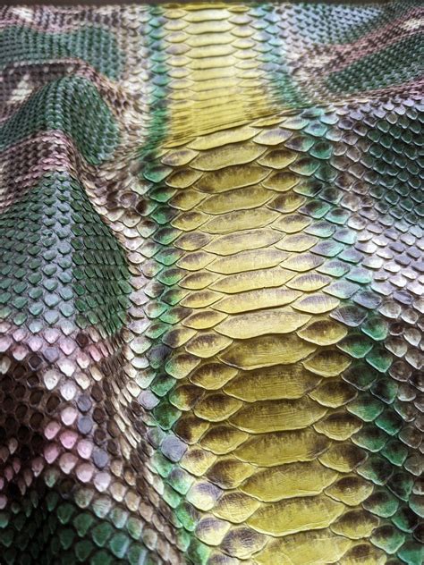 Genuine Reticulated Python Skin Piece Etsy