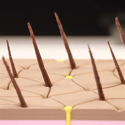 🧪 Integumentary System Skin Model ・free 3d File For ・cults