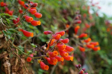 Eccremocarpus Scaber Chilean Glory Flower Chilean Glory Vine