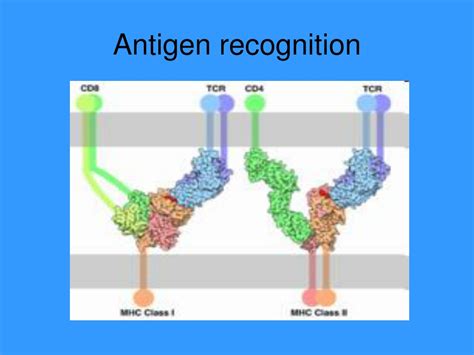 Ppt Understanding Antigen Presentation And Immune Responses Powerpoint Presentation Id 9644884