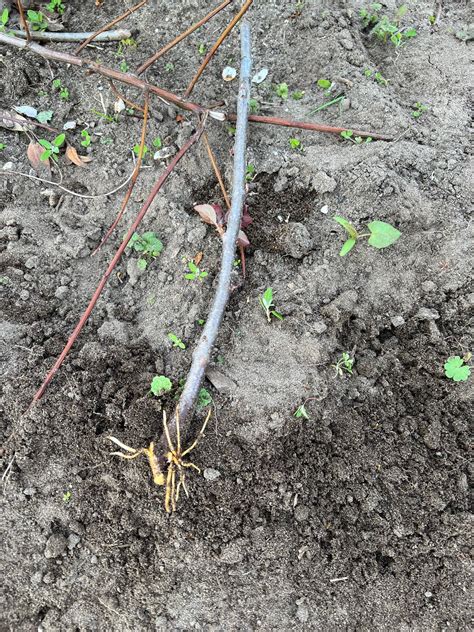 Rooting Rootstock Cuttings General Fruit Growing Growing Fruit