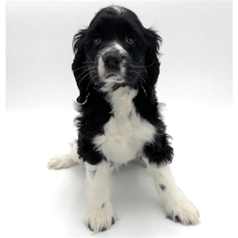 Female Cocker Spaniel Puppies For Sale San Antonio