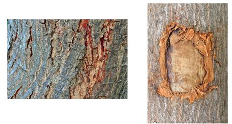 Trees Need The Freeze Trees Forever