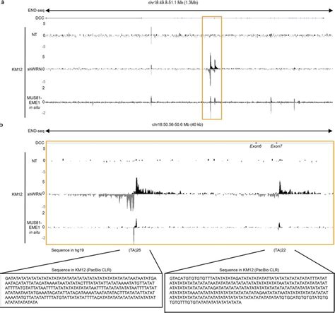 Dna Breaks Within Dcc Gene Body A Genome Browser Screenshots Within Download Scientific