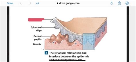Biology Lab Practical Part 4 Key Terms And Definitions Flashcards Quizlet