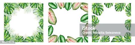 사실적인 열대 잎이 있는 수채화 세트 몬스테라 칼라듐 무화과나무 잎의 그림은 흰색 배경에 분리되어 있다 아름 다운 식물 손으로