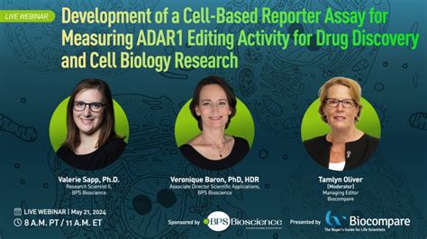 Development Of A Cell Based Reporter Assay For Measuring Adar1 Editing