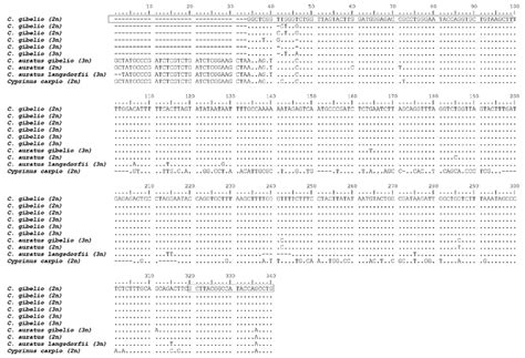 nucleotide sequence alignment of 5s rrna gene in class 340 bp of c