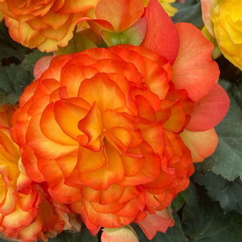 Begonia Plant Non Stop Flame Marshalls Garden