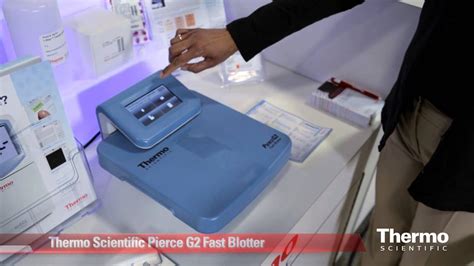 Complete Western Blotting Workflow Youtube