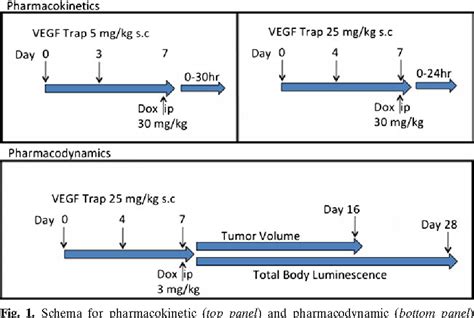 Figure 1 From Development Of A Preclinical Pkpd Model To Assess