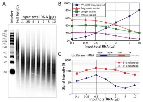 Optimising Reverse Transcription For Minimal Sample Input And Maximal