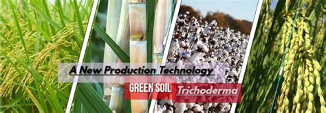 Potential Of Green Soil Trichoderma Harzianum In Crop Protection