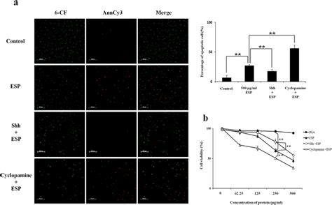 Anti Apoptotic Effects Of The Sonic Hedgehog Signalling Pathway In